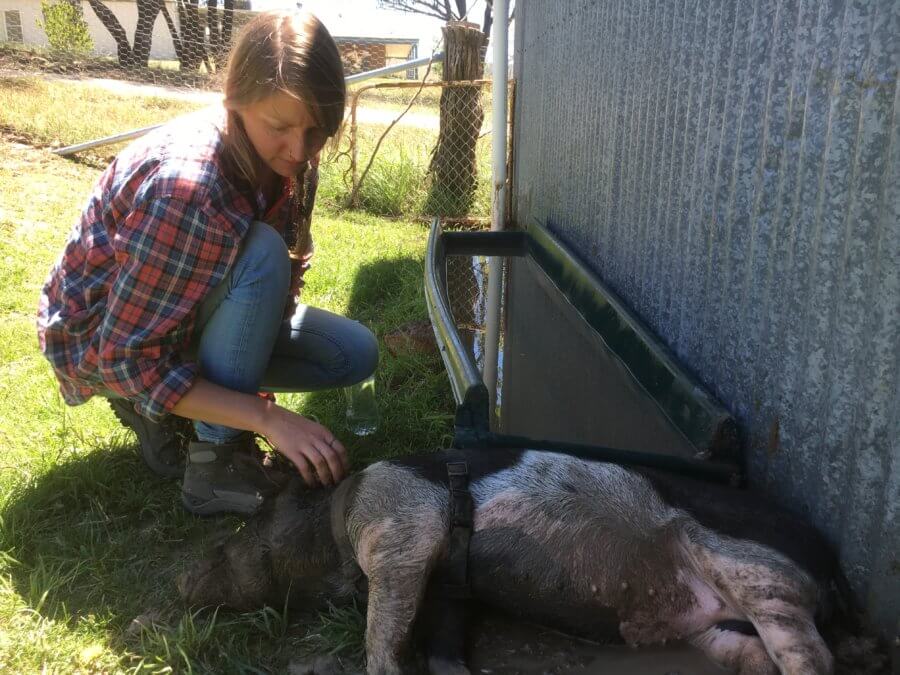 Tiergestützte Therapie - Die heilende Wirkung der Tiere ...
